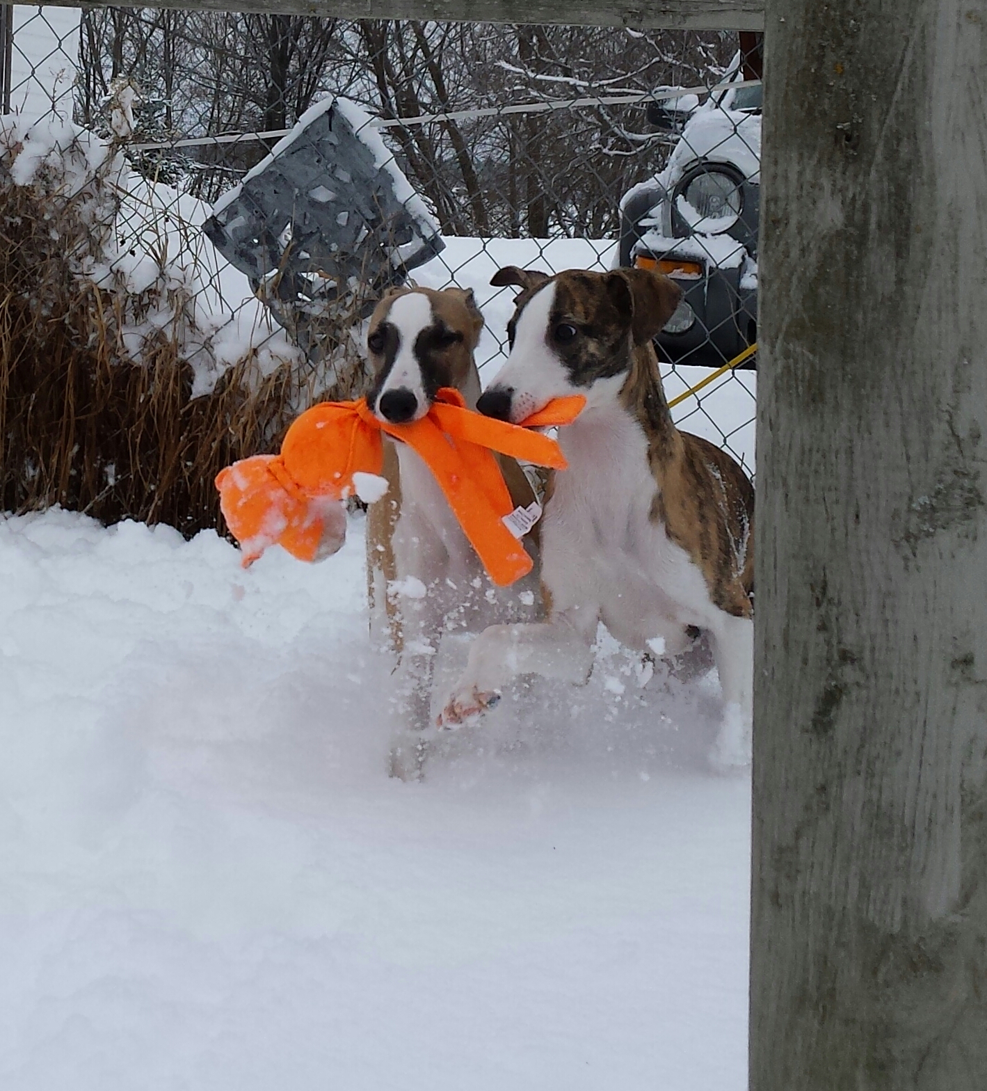 Gallery – Shetara Whippets