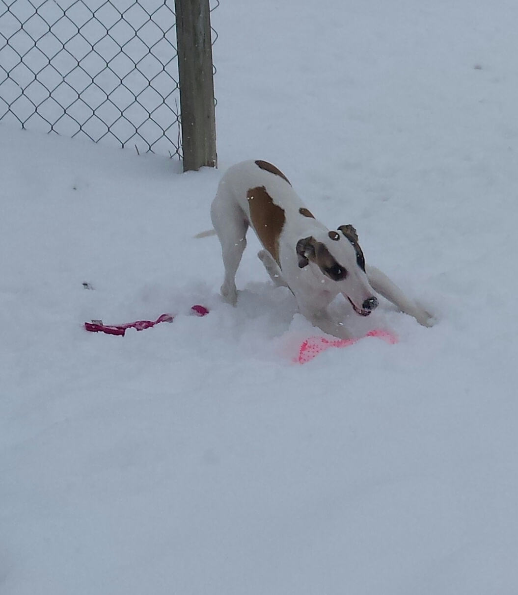 Gallery – Shetara Whippets