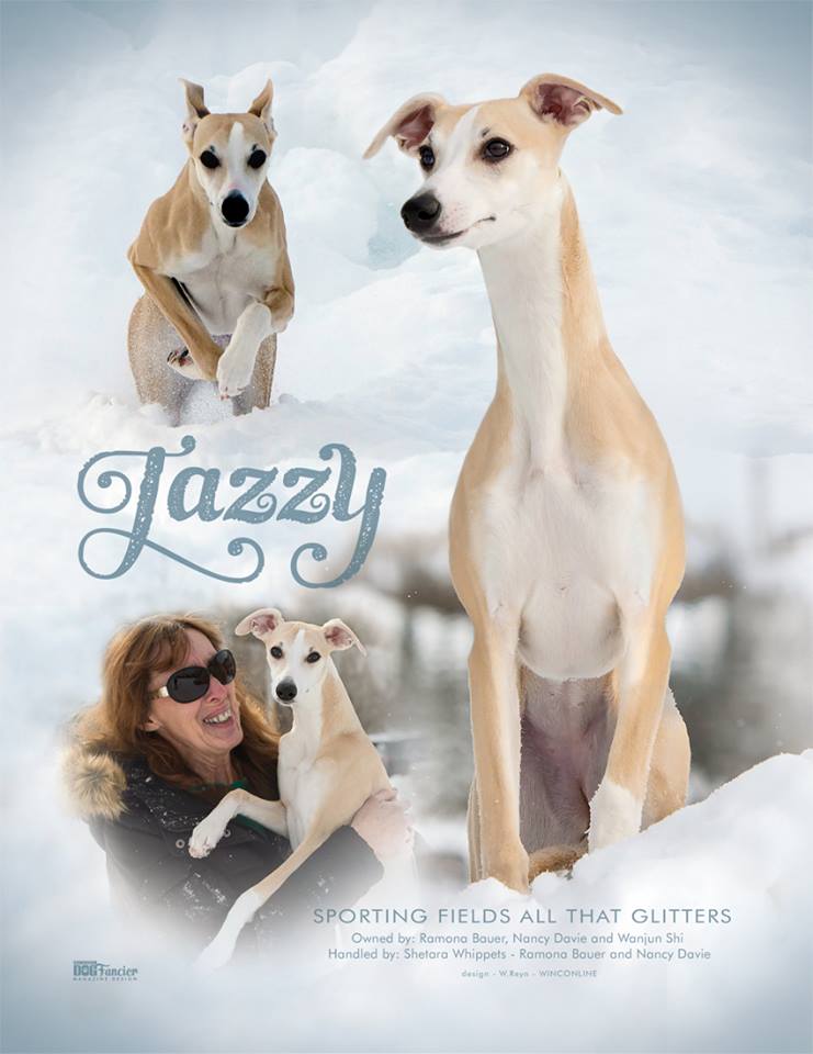 Gallery – Shetara Whippets