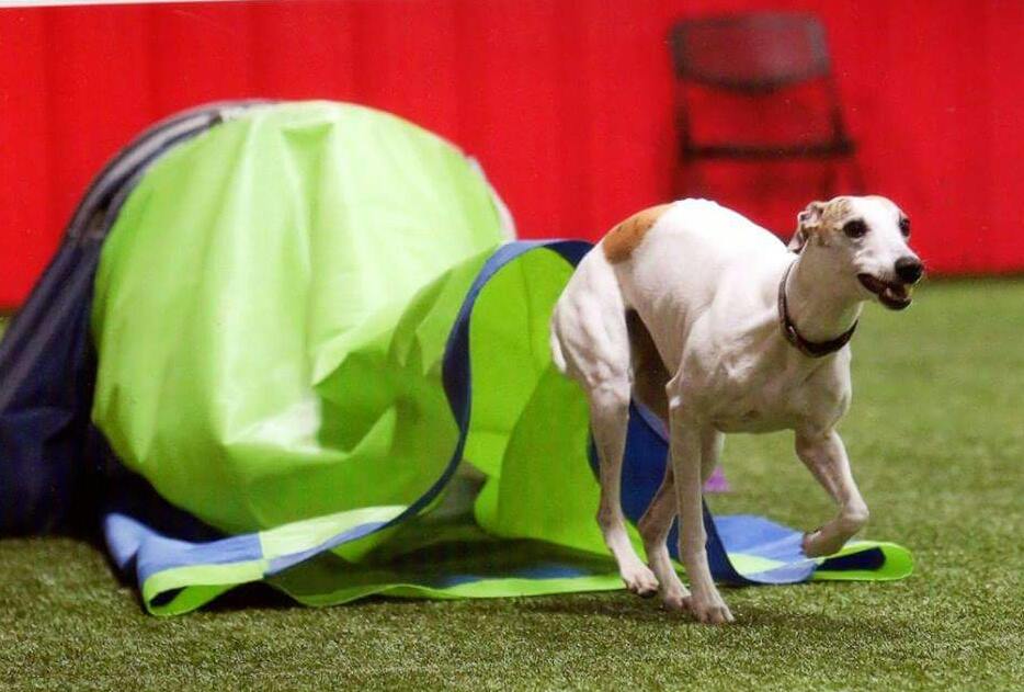 Gallery – Shetara Whippets