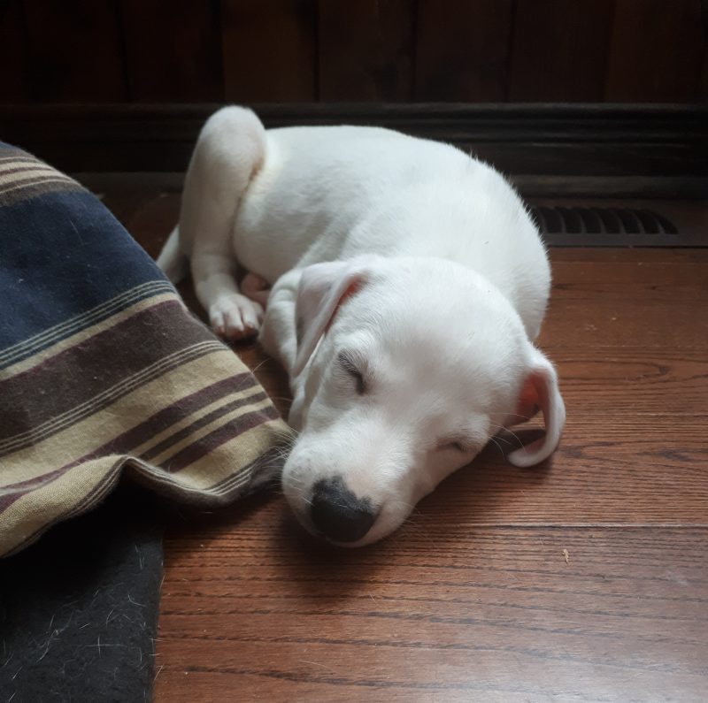 Gallery – Shetara Whippets