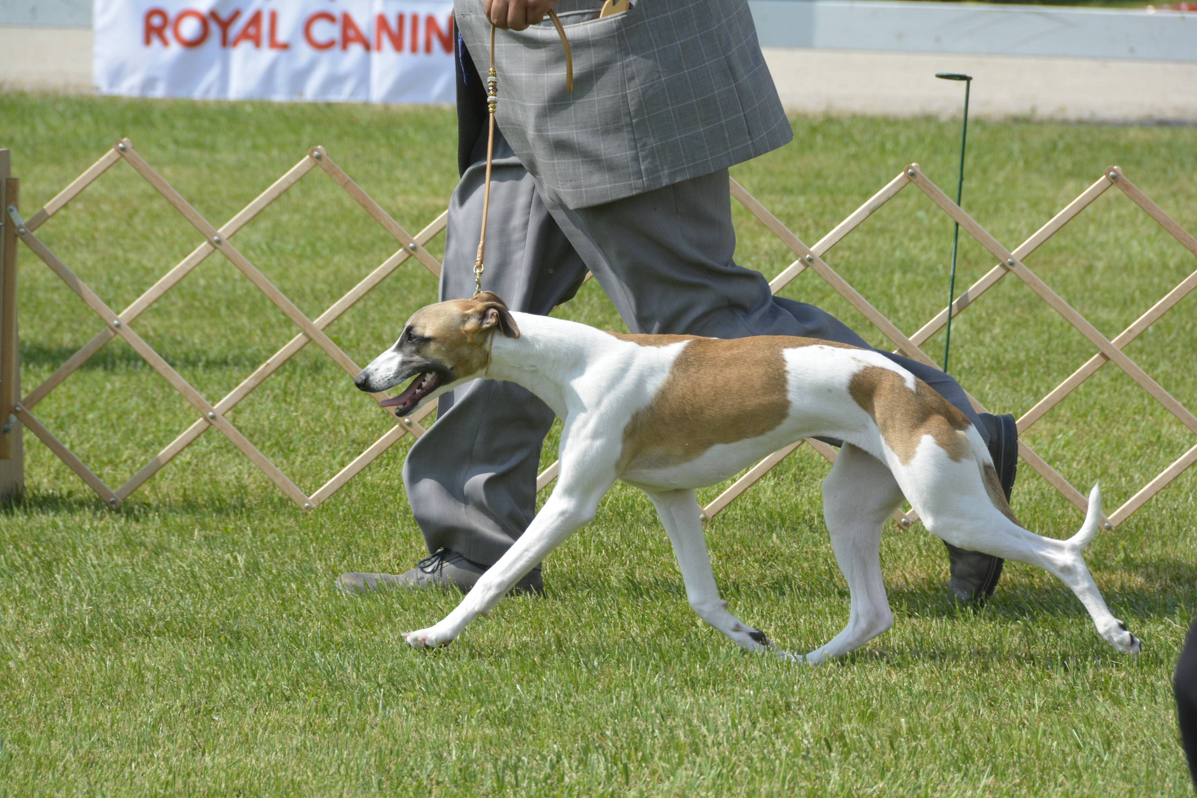 Shetara Whippets – Ontario, Canada