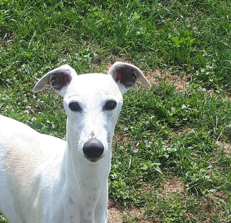 Gallery – Shetara Whippets
