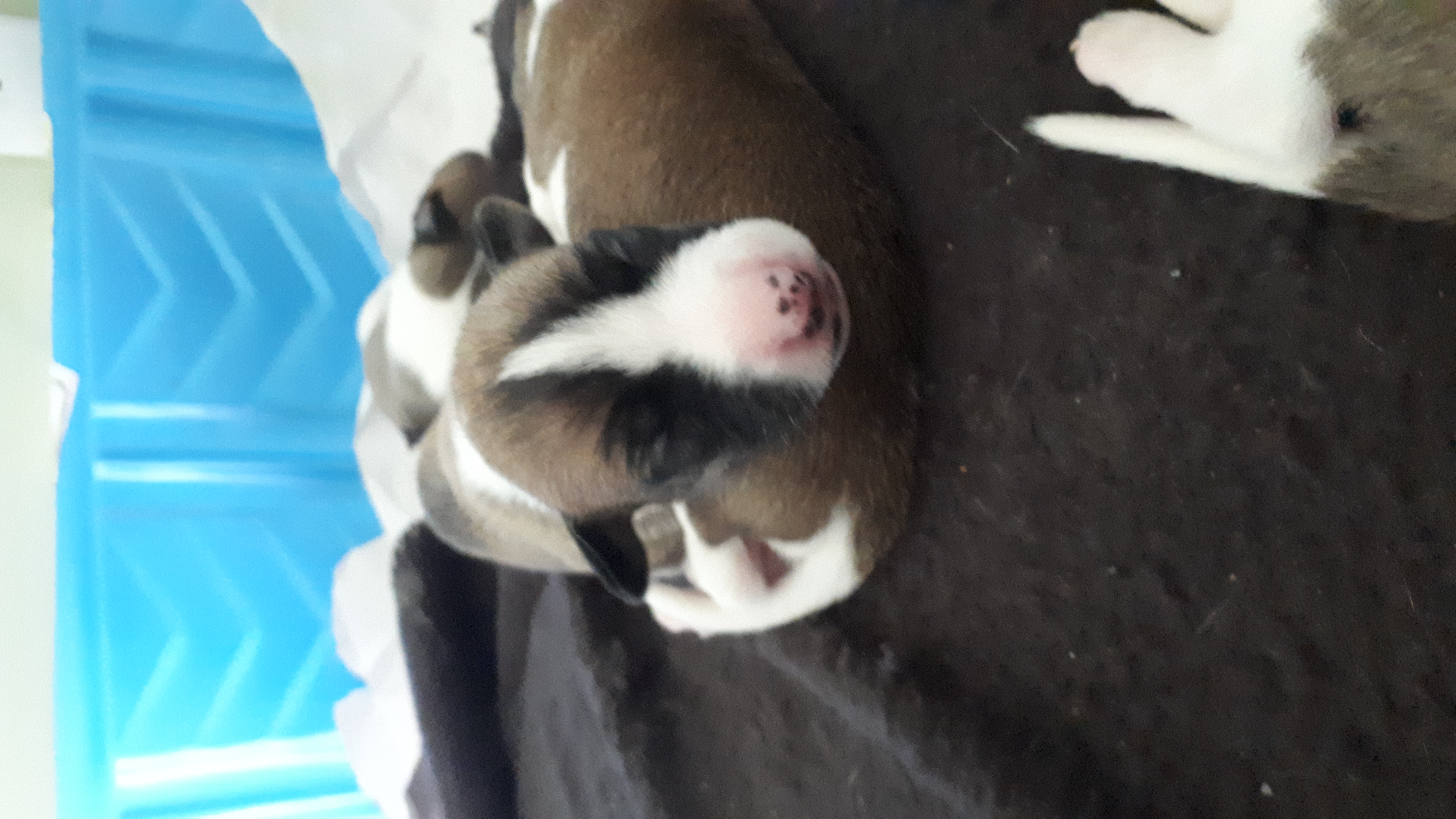 Shetara Whippets – Ontario, Canada