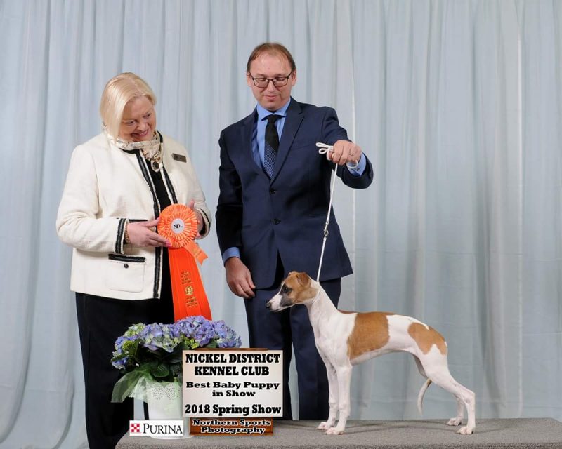 Gallery – Shetara Whippets