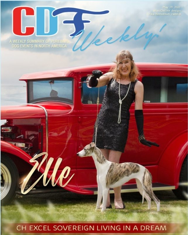 Shetara Whippets – Ontario, Canada