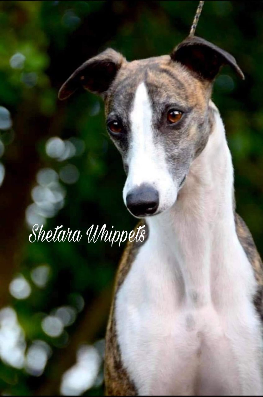 Gallery – Shetara Whippets